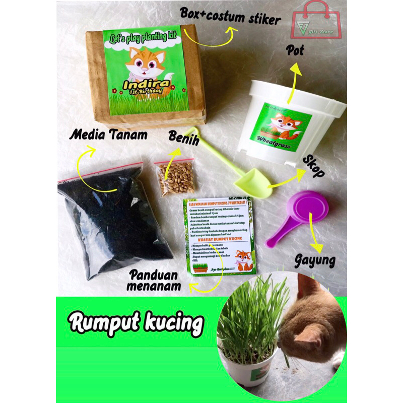 Jual PAKET BERKEBUN MENANAM RUMPUT KUCING (wheatgrass) | Shopee Indonesia