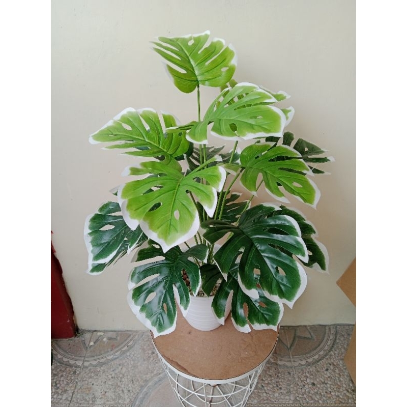 Jual RANGKAIAN TANAMAN ARTIFICIAL MONSTERA LIST PUTIH (sudah+pot ...