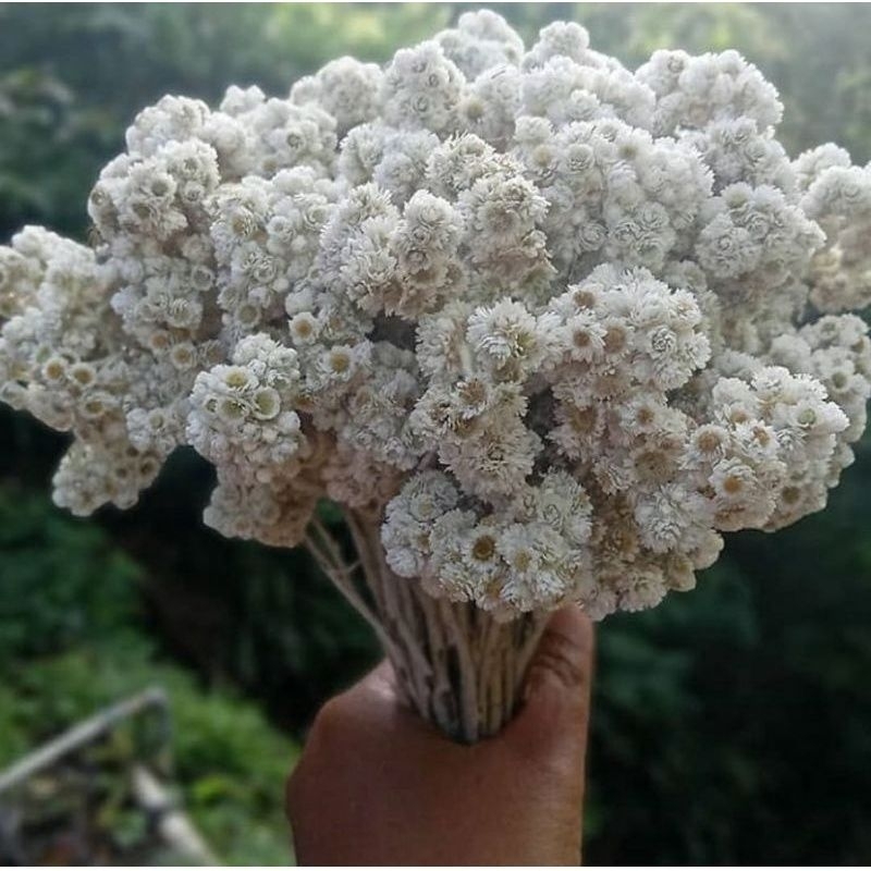 Jual Bunga EDELWEIS Kering Bunga ABADI BAHAN BUKET Bunga Lawu Edelweis ...