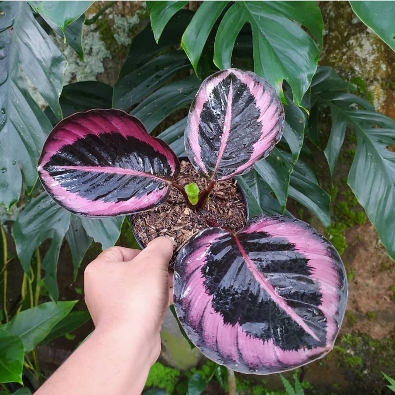 Jual Calathea Pink Jessy 3daun - Tanaman Calathea Pink Jessy - Calathea ... Jual Calathea Pink Jessy 3daun - Tanaman Calathea Pink Jessy - Calathea ...
