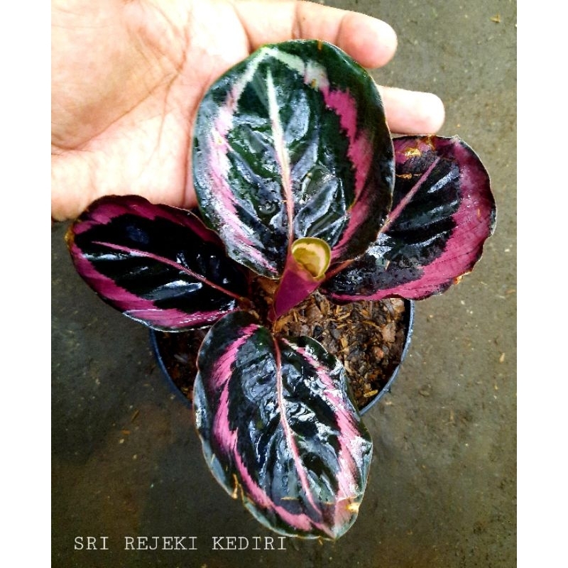 Jual Calathea Pink Jessy - Tanaman Calathea Pink Jessy - Calathea Pink ... Jual Calathea Pink Jessy - Tanaman Calathea Pink Jessy - Calathea Pink ...