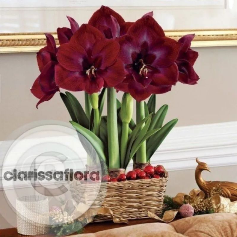 Jual Tanaman hias pohon Bakung amarilis bunga merah maroon - amarilis ...