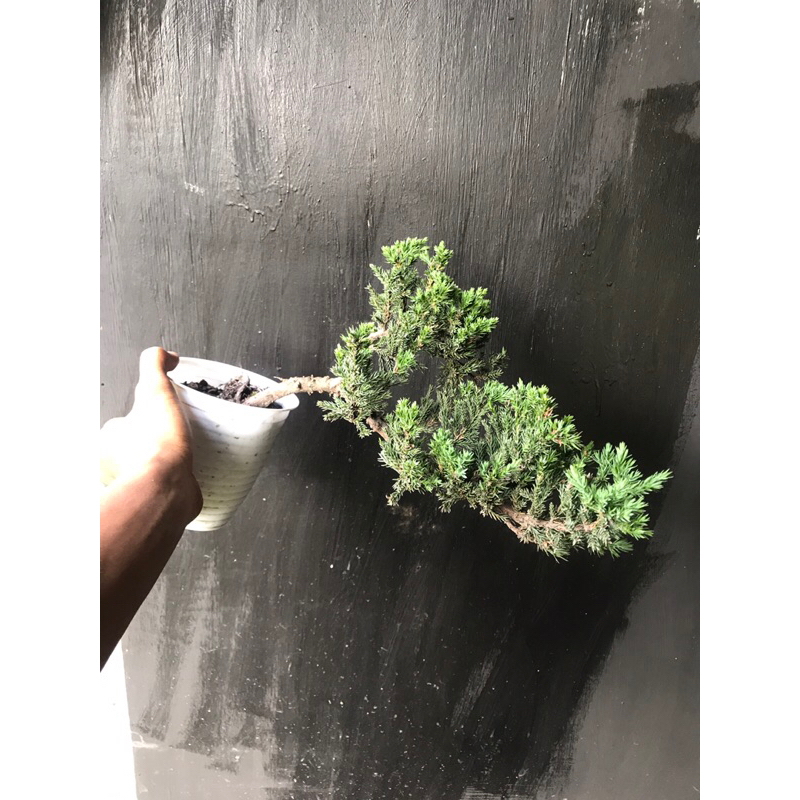 Jual bahan bonsai juniper horizontal,free pot | Shopee Indonesia