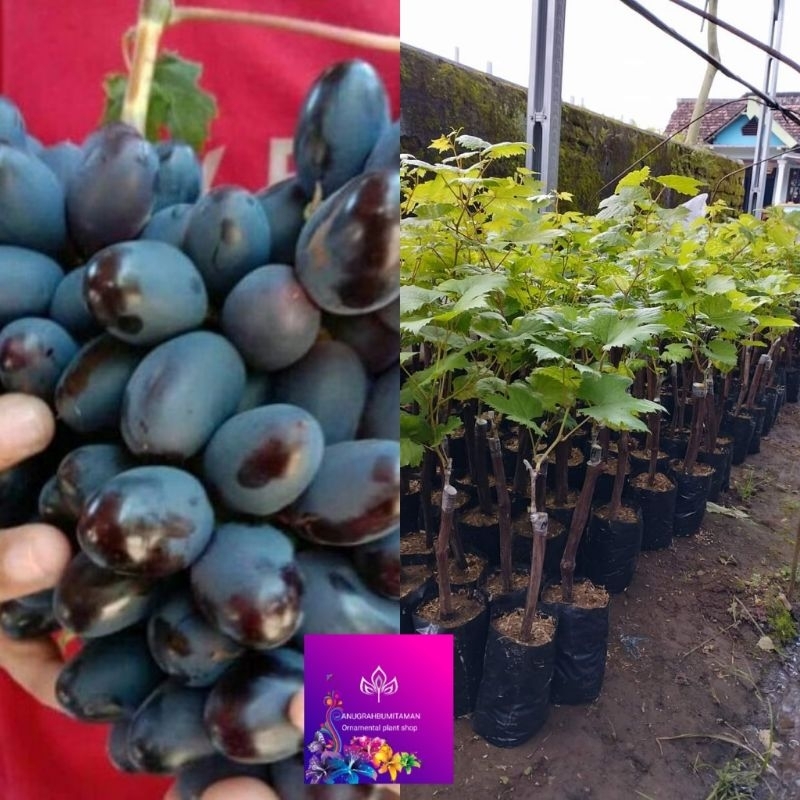 Jual pohon anggur akademik cepat berbuah | Shopee Indonesia