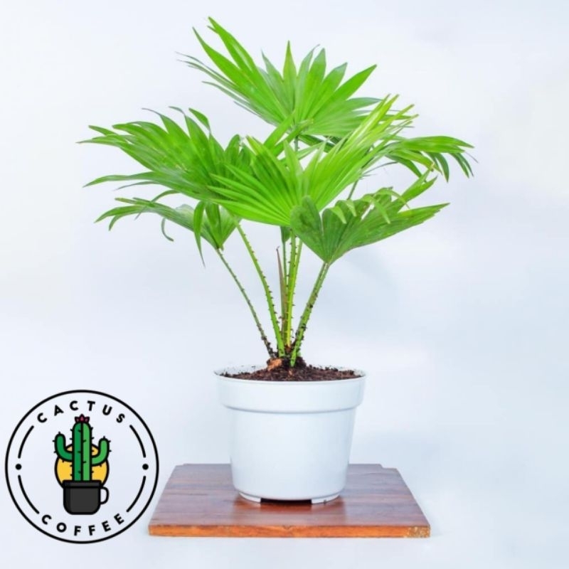 Jual Tanaman Hias Palem Bintang Palm Sadeng - Pohon Palem Sadeng ...