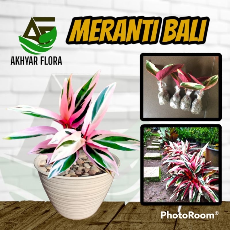 Jual Calathea Multicolor Tanaman Hias Meranti Bali calatea Bali kalatea ...