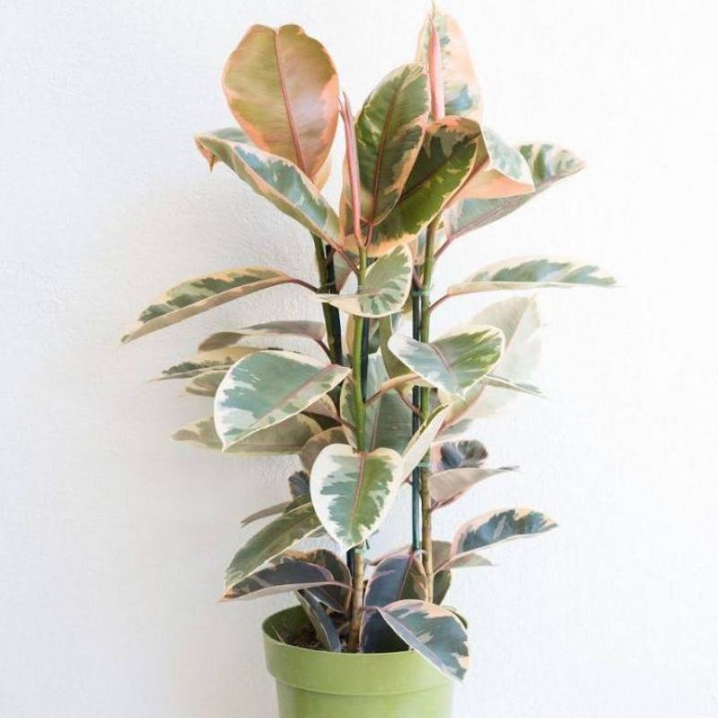 Jual ( BISA COD ) Tanaman Hias Indoor Karet Kebo Varigata Ficus ...