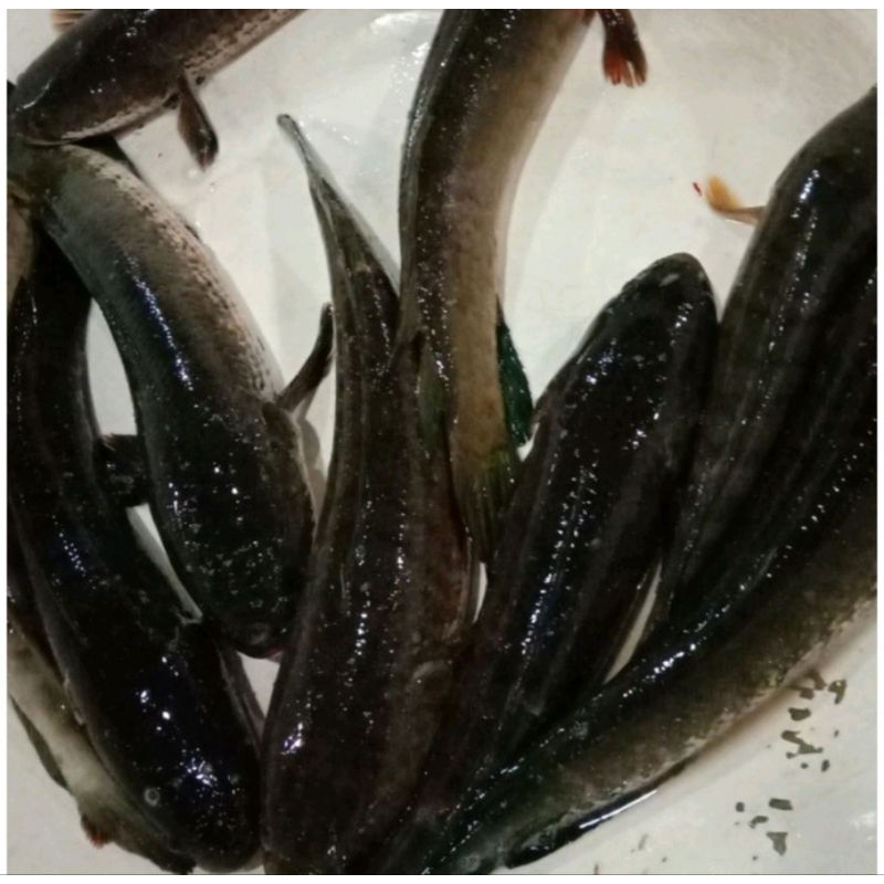 Jual gabus hidup 1 kg | Shopee Indonesia
