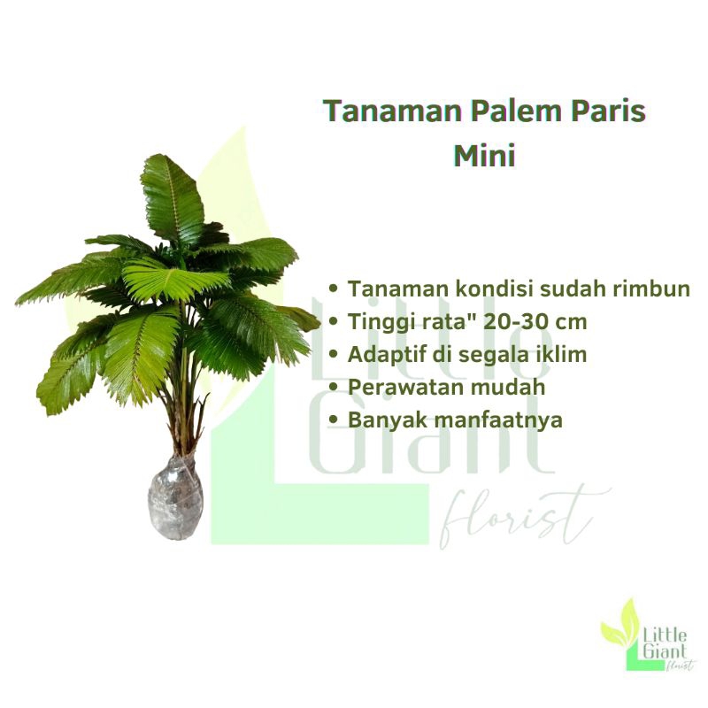 Jual Tanaman Hias Palem Paris Mini | Shopee Indonesia