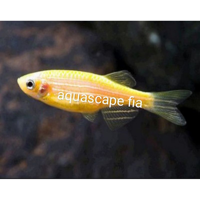 Jual IKAN HIAS DANIO ZEBRA YELLOW | Shopee Indonesia