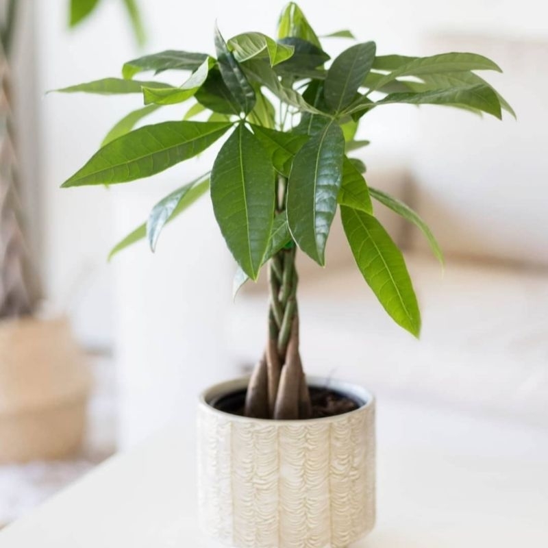 Jual { BISA COD } tanaman pacira kepang money tree pohon pachira kepang ...