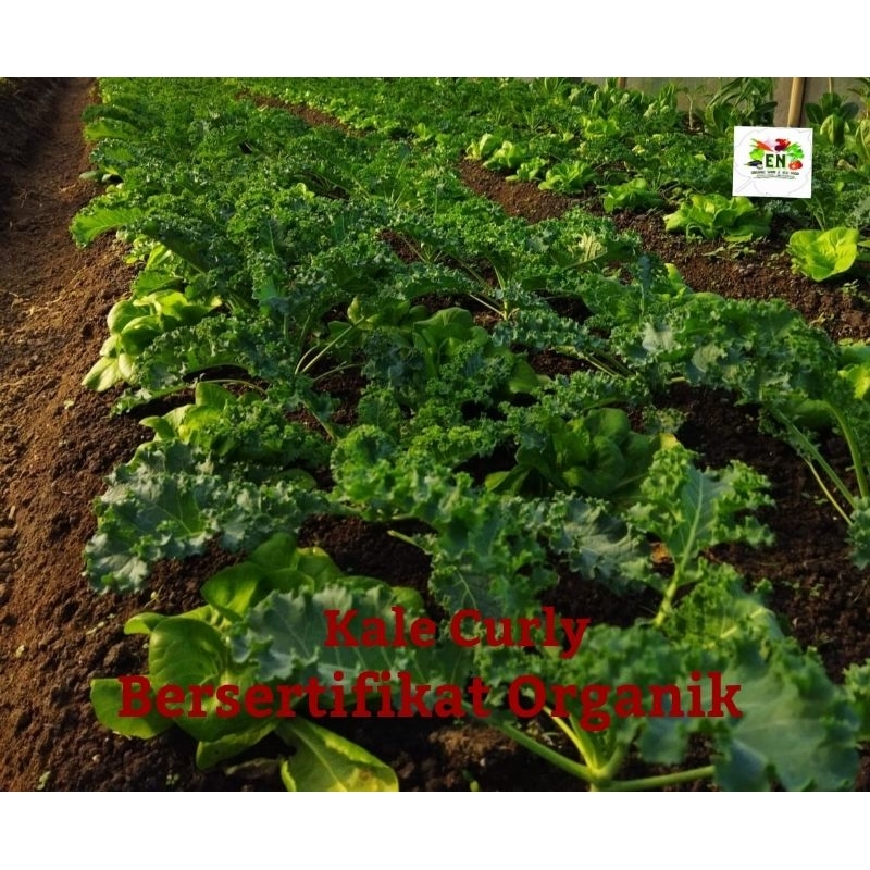 Jual 1kg Sayur Kale Curly 100% Sertifikat Vegetable Murah Sehat Healthy ...