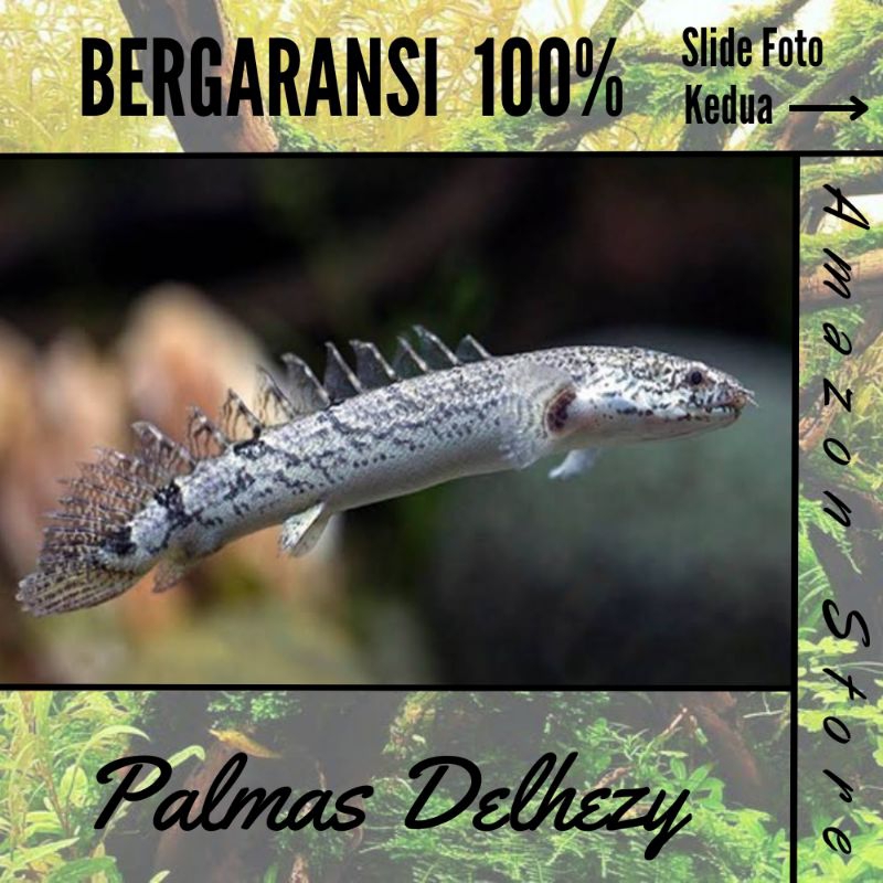 Jual Ikan Palmas Delhezi | Shopee Indonesia
