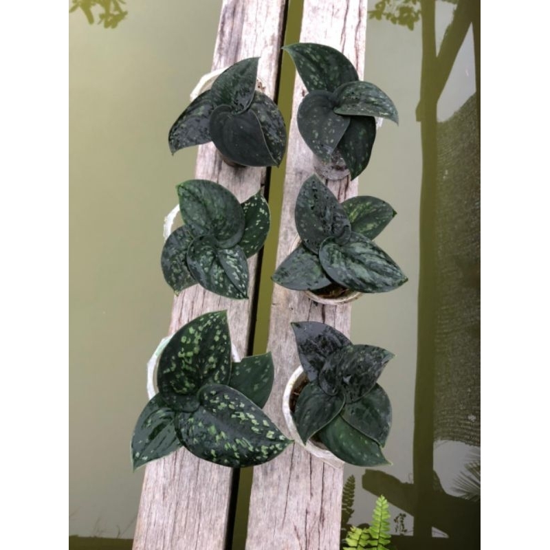 Jual Scindapsus Tri Color ( Satu Paket isi 4 Pohon ) | Shopee Indonesia