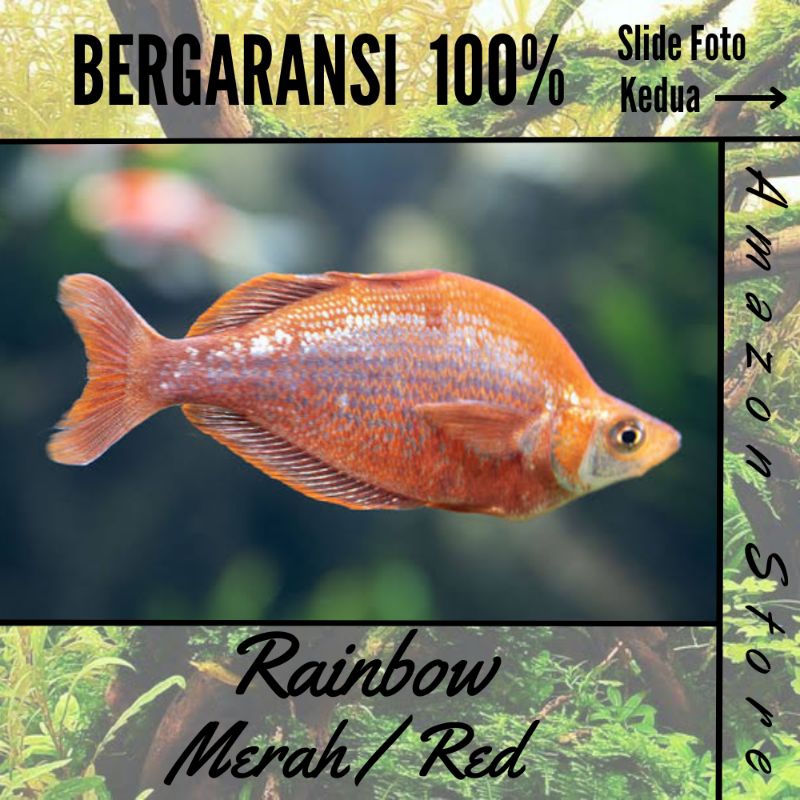 Jual Ikan Rainbow Merah / Red Rainbow - Ikan Hias aquascape | Shopee ...