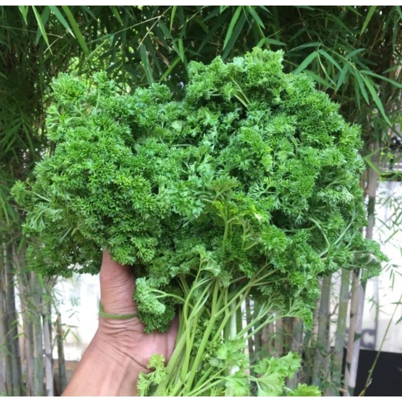 Jual Daun Parsley Fresh | Shopee Indonesia