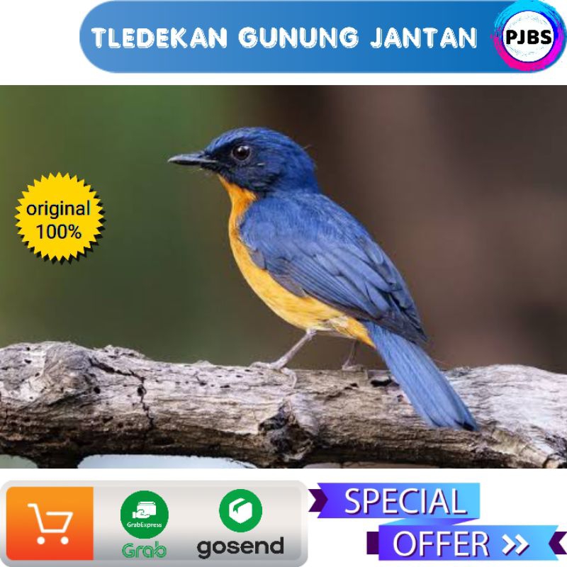 Jual BURUNG TLEDEKAN GUNUNG BAHAN PILIHAN BAGUS bukan laut biru ...
