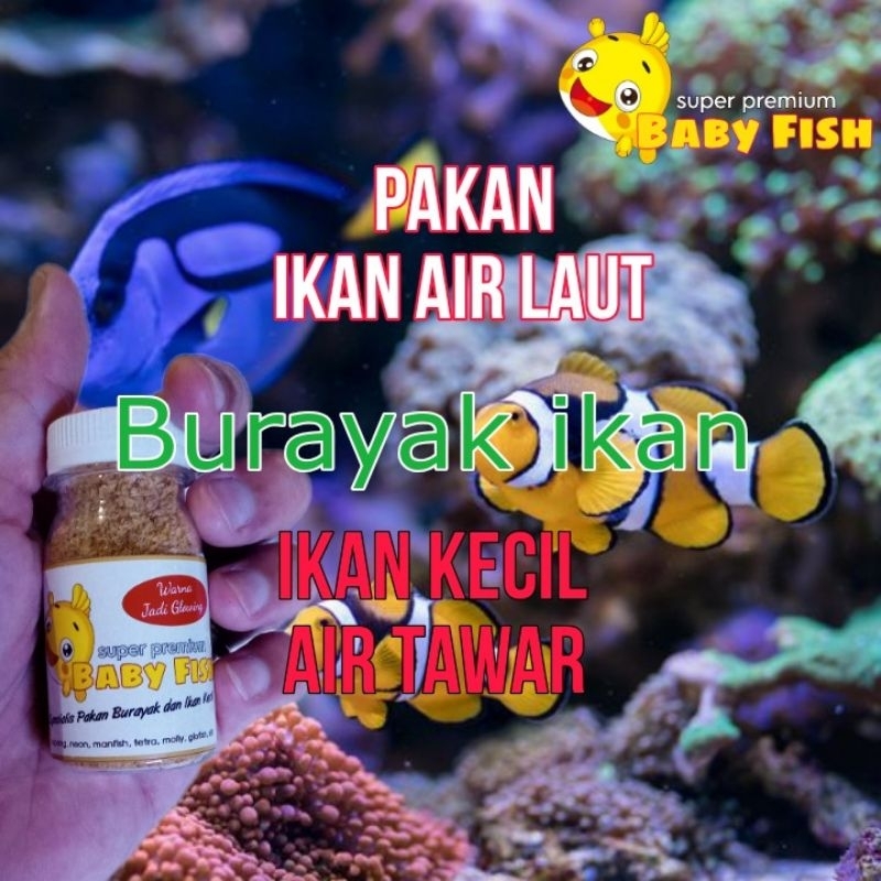 Jual BABY FISH PAKAN IKAN AIR LAUT, BURAYAK IKAN DAN IKAN KECIL AIR ...