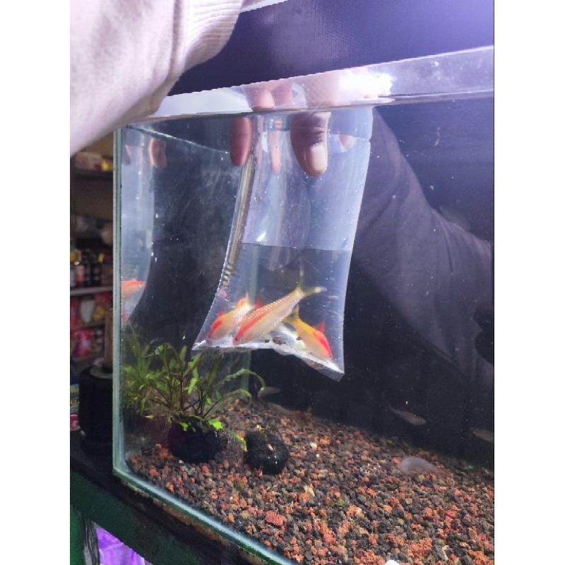 Jual Pontius Denisoni Golden (RARE STOCK) | Shopee Indonesia