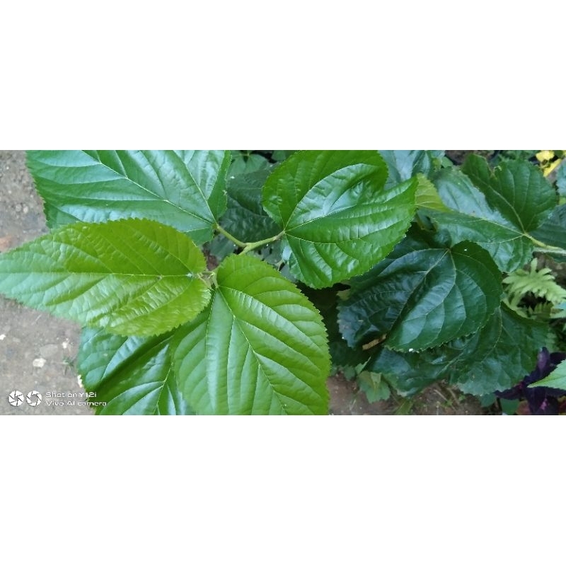 Jual Jual Daun Merbei atau Babasaran segar 250 gram | Shopee Indonesia