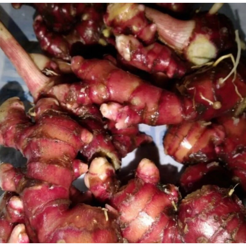 Jual JAHE MERAH/JAHE SUPER/1kg/jahe pilihan SIZE BESAR | Shopee Indonesia