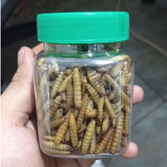 Jual Maggot Kering Grosir 25 GRAM Kualitas A Pakan Ikan Hias, Channa ...