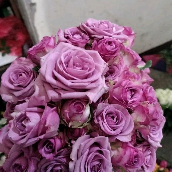 Jual Bunga Mawar Potong Segar Warna Ungu~ | Shopee Indonesia