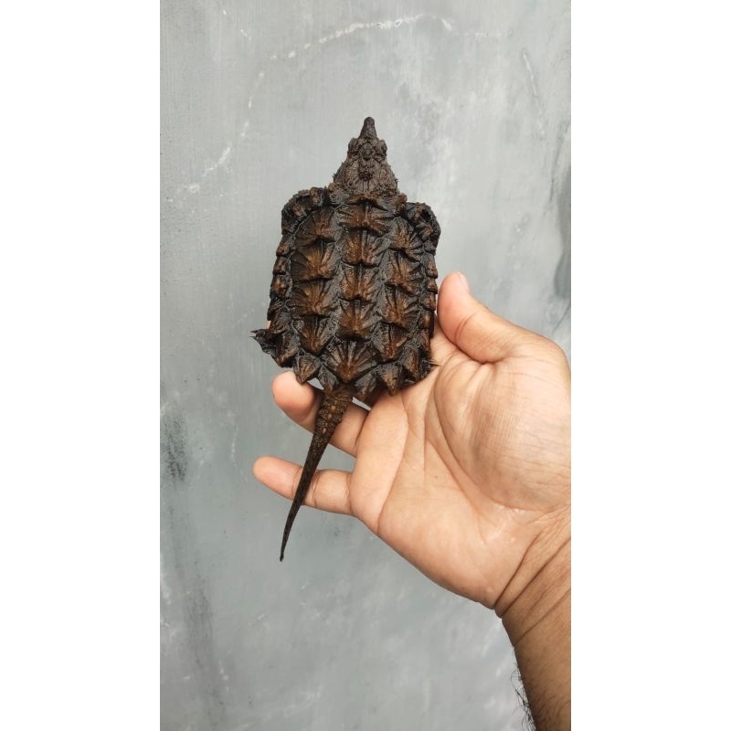 Jual ast (aligator snapping turtle) | Shopee Indonesia