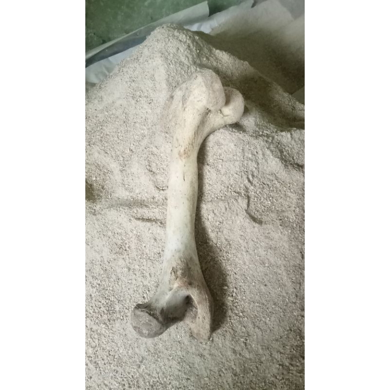 Jual tepung tulang sapi murni 10 kg GROSIR super halus | Shopee Indonesia