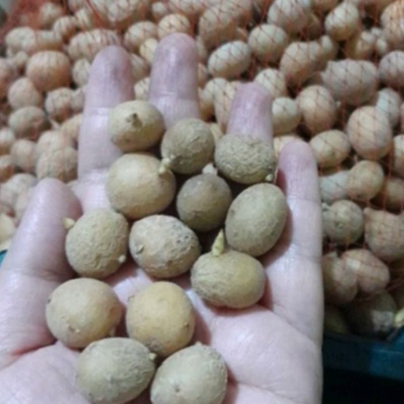 Jual BIBIT KENTANG G0 GRANOLA L SIAP TANAM UKURAN KELERENG ...