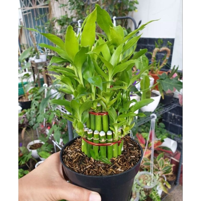 Jual Tanaman bambu rejeki / hoki tu.puk 3 | Shopee Indonesia