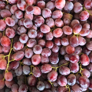 Jual anggur red globe Harga Terbaik & Termurah Mei 2024 | Shopee Indonesia