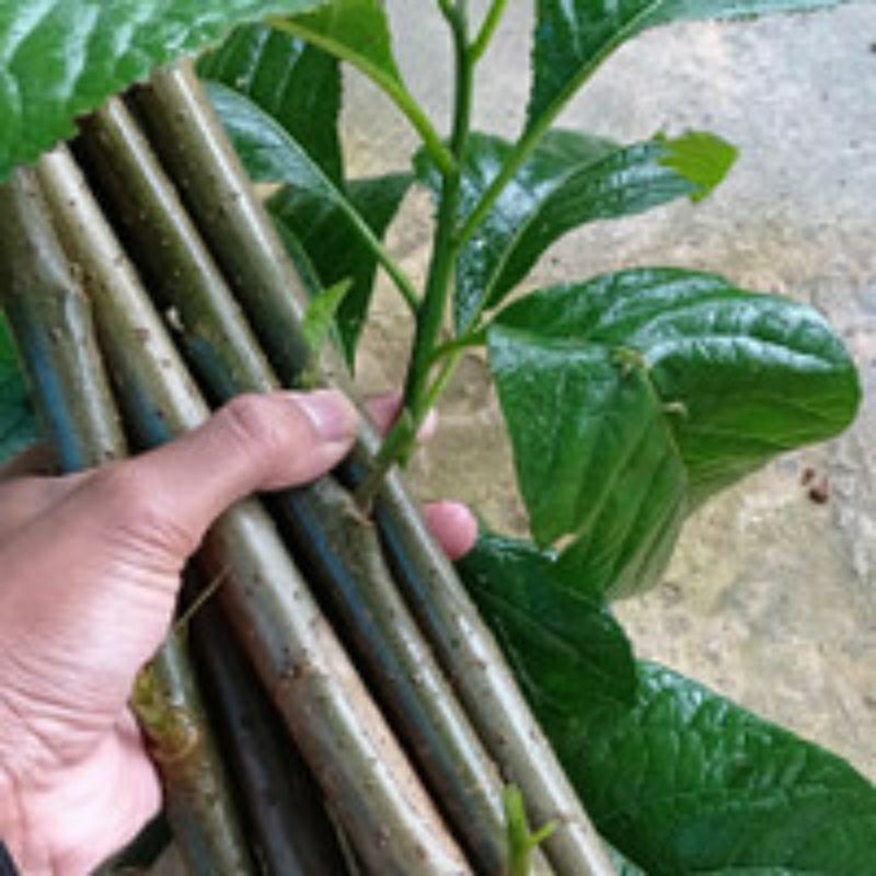 Jual 20 Bibit Stek Batang Daun Afrika Selatan / Daun Sambung Nyawa ...