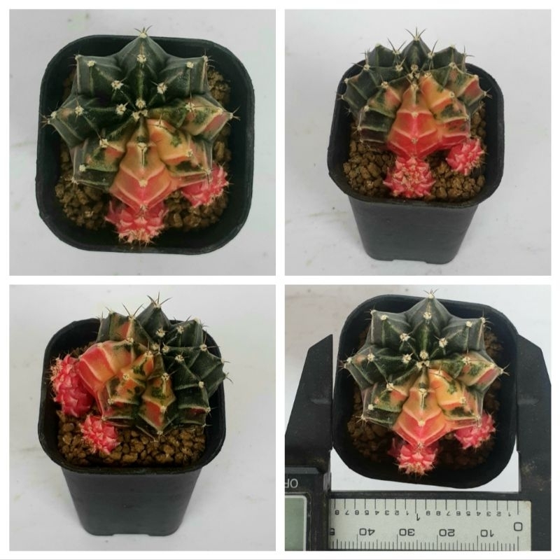 Jual Kaktus Gymno Mihanovichi variegata (sdh anakkan var)/SOLD | Shopee ...