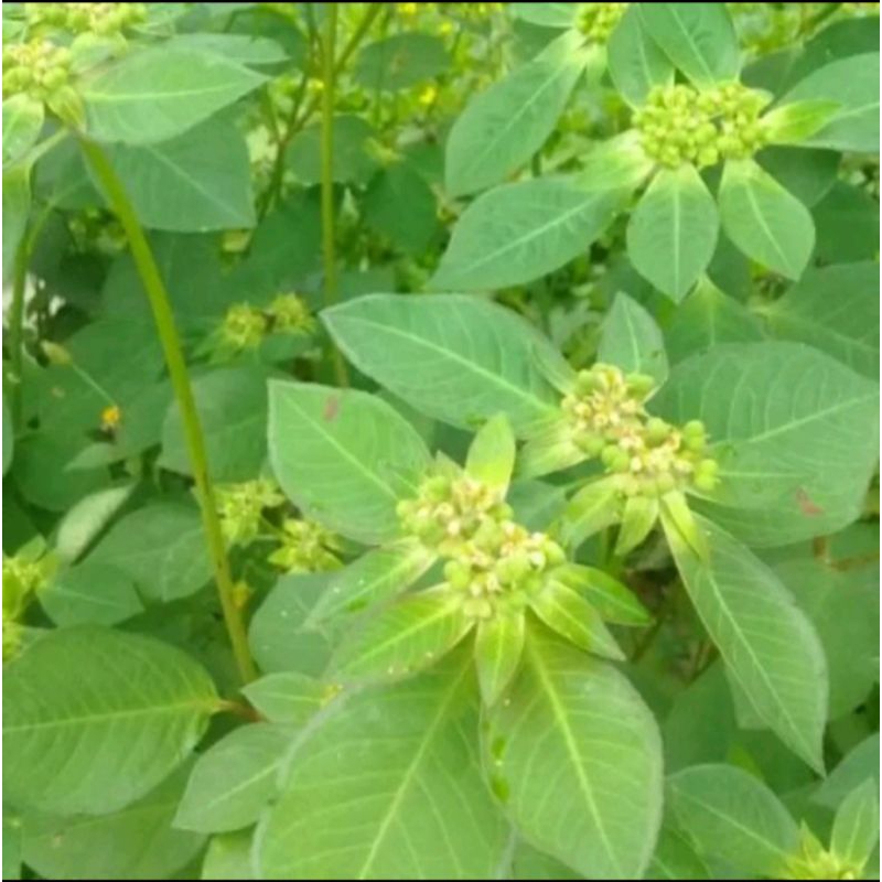 Jual Daun patik mas atau daun Kate mas atau daun Senna segar 500gram ...
