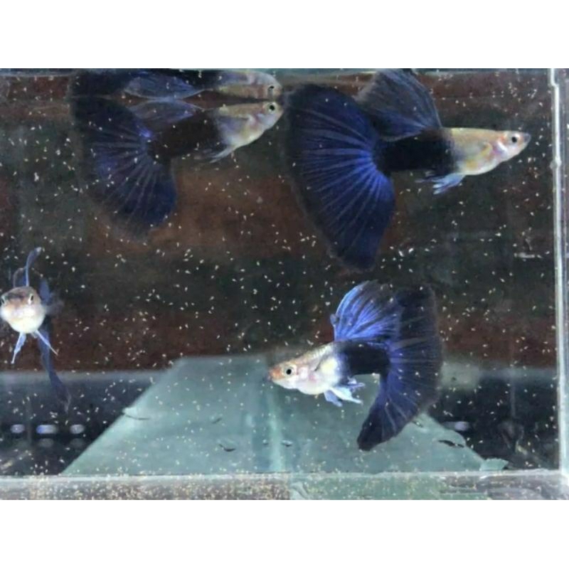 Jual ikan hias Guppy HB Blue delta sepasang | Shopee Indonesia
