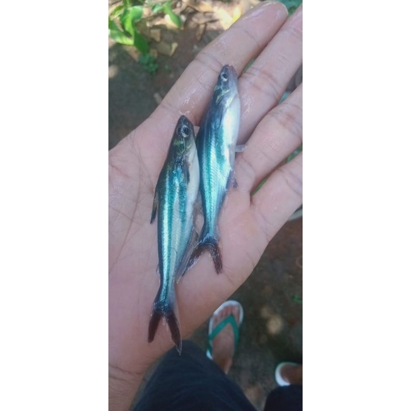 Jual benih patin 6-7 cm | Shopee Indonesia