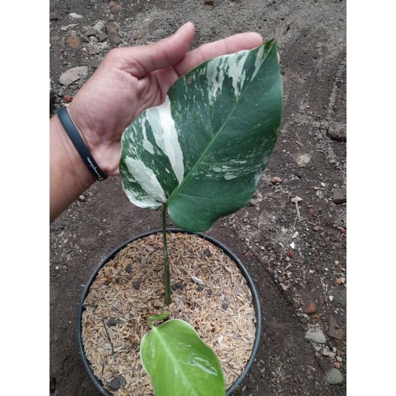 Jual monstera varigata | Shopee Indonesia