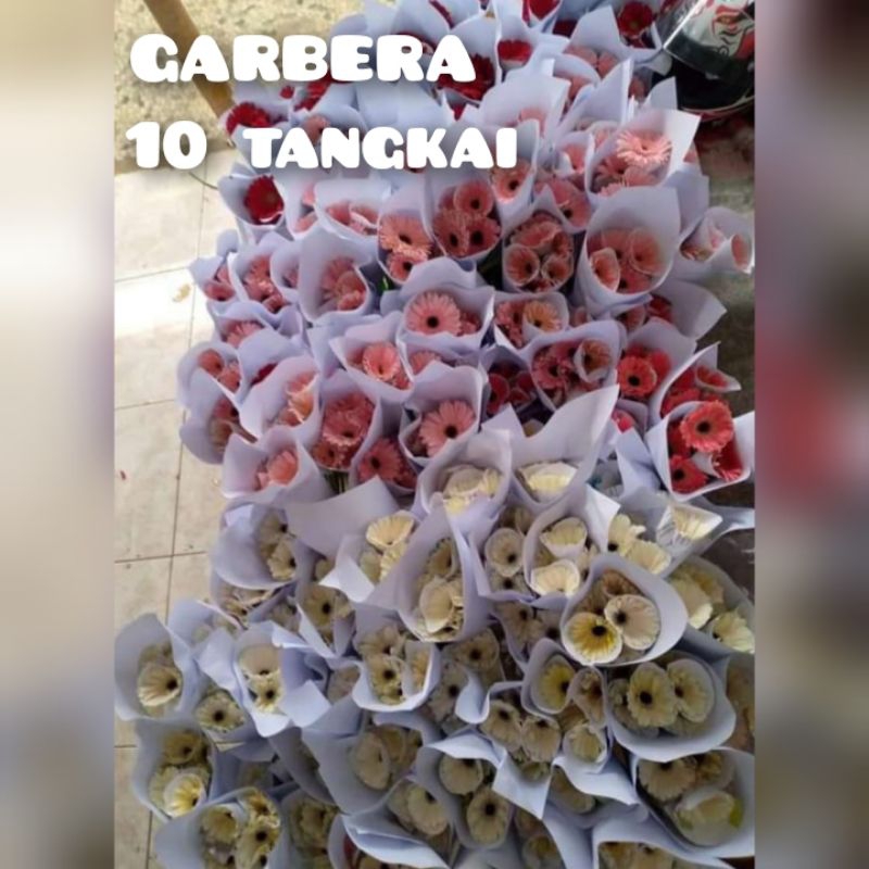 Jual Bunga GARBERA 10 tangkai Bunga Potong segar warna Random | Shopee ...