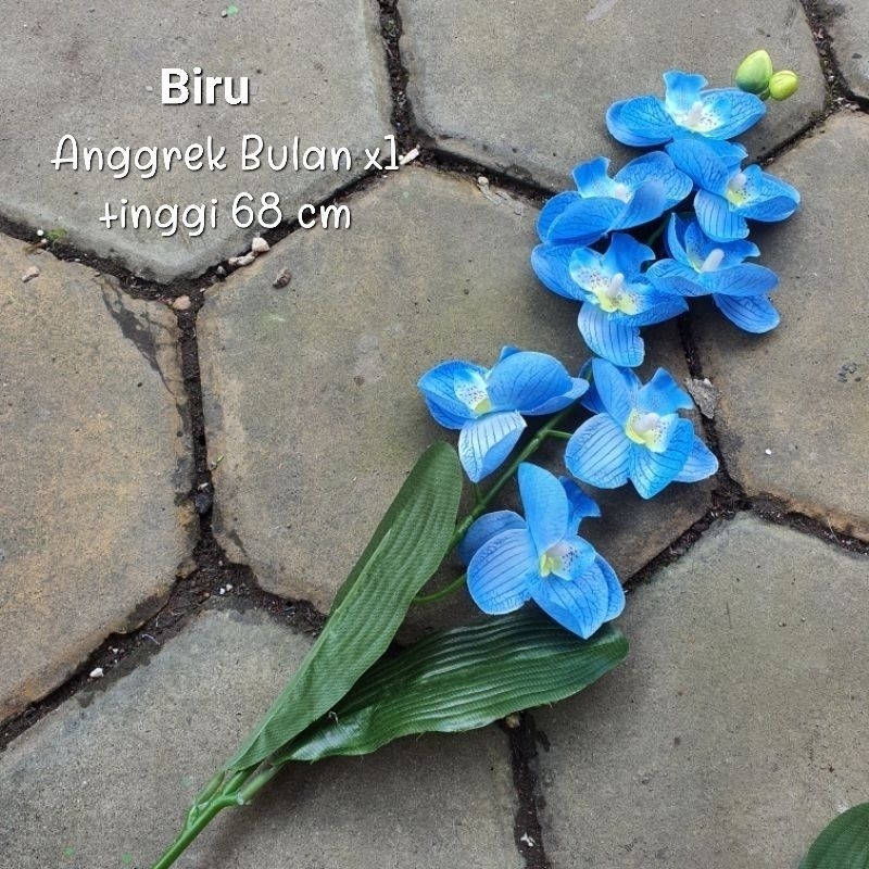 Jual Anggrek Bulan x2 bunga 10 kuntum | Shopee Indonesia