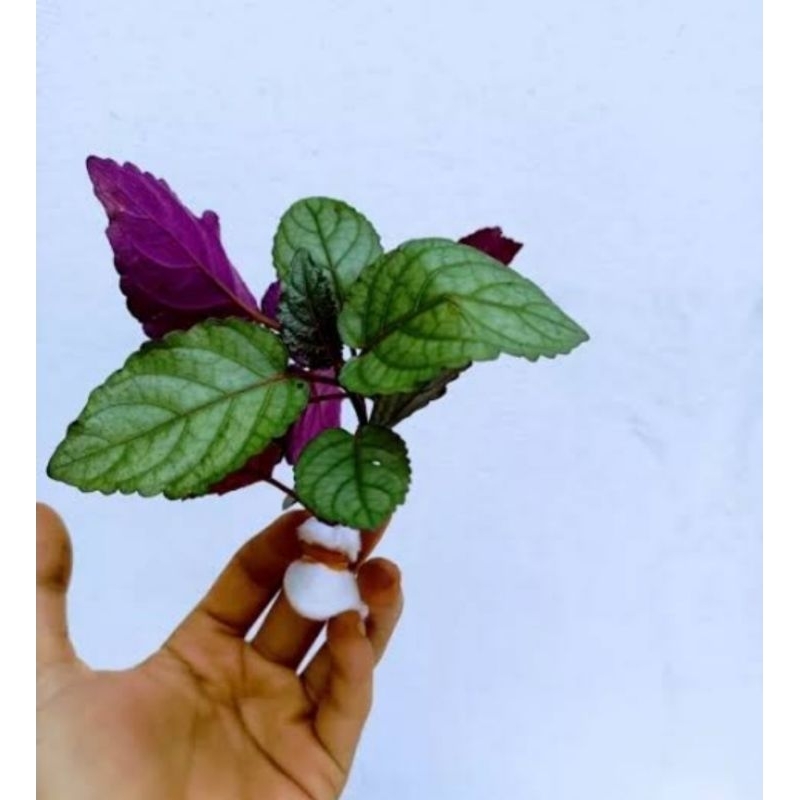 Jual Tanaman herbal sambang getih / tanaman remek daging | Shopee Indonesia