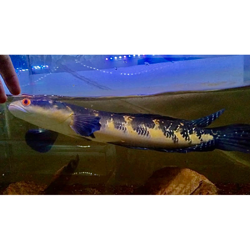 Jual MARU RIAU JUMBO | Shopee Indonesia