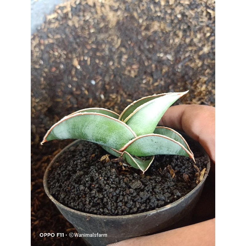Jual SANSEVIERIA SANSEVIERA SANSEVERA SOMALIA BLUE / BANANA BLUE RARE ...