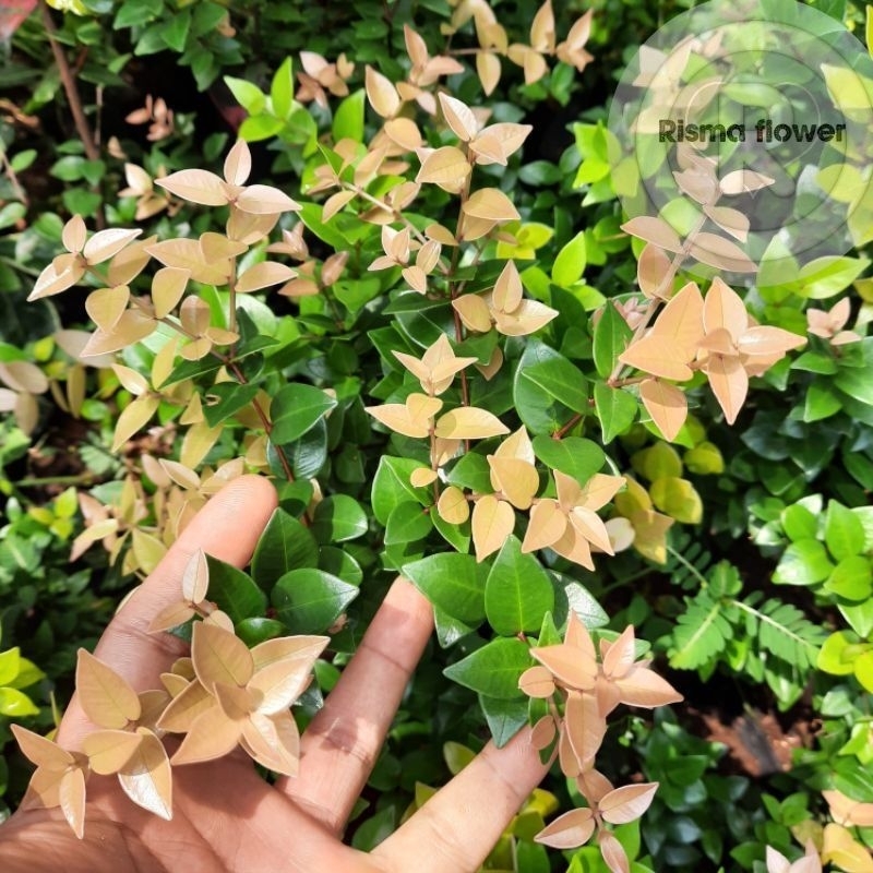 Jual Tanaman hias pohon elsa - oliana threecolor / pohon pucuk ungu ...