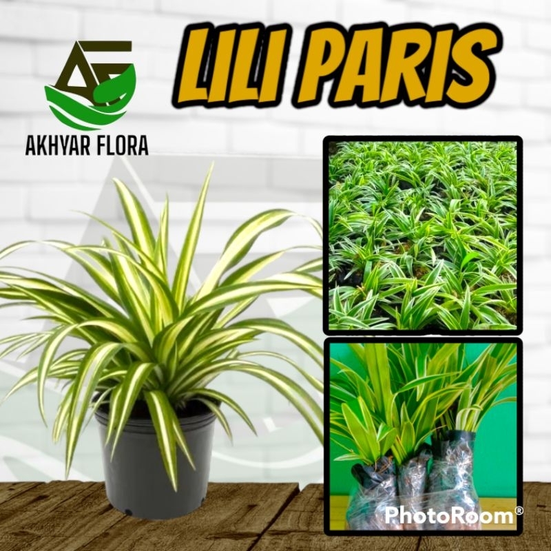 Jual Lili Paris Spider Plant Tanaman Hias Pembersih Udara Lily Paris ...