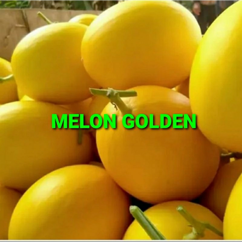 Jual MELON GOLDEN KHUSUS PARA SULTAN 1 KG (PREMIUM QUALITY) | Shopee ...