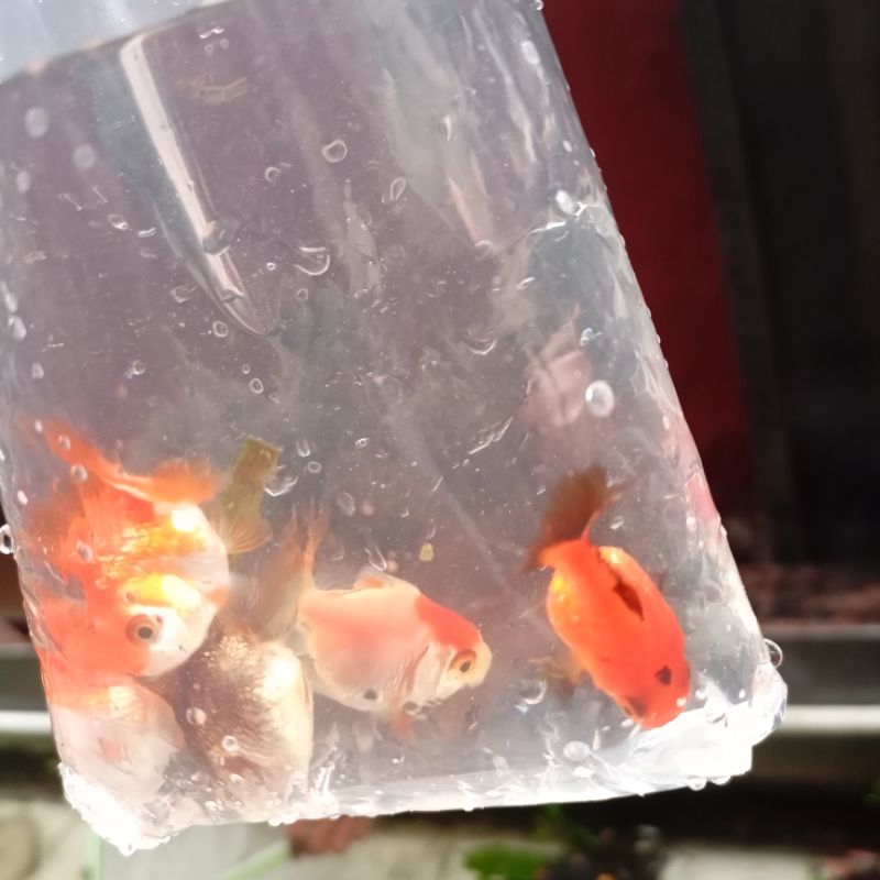 Jual ikan koki oranda baby/ikan hias air tawar/ikan hias | Shopee Indonesia