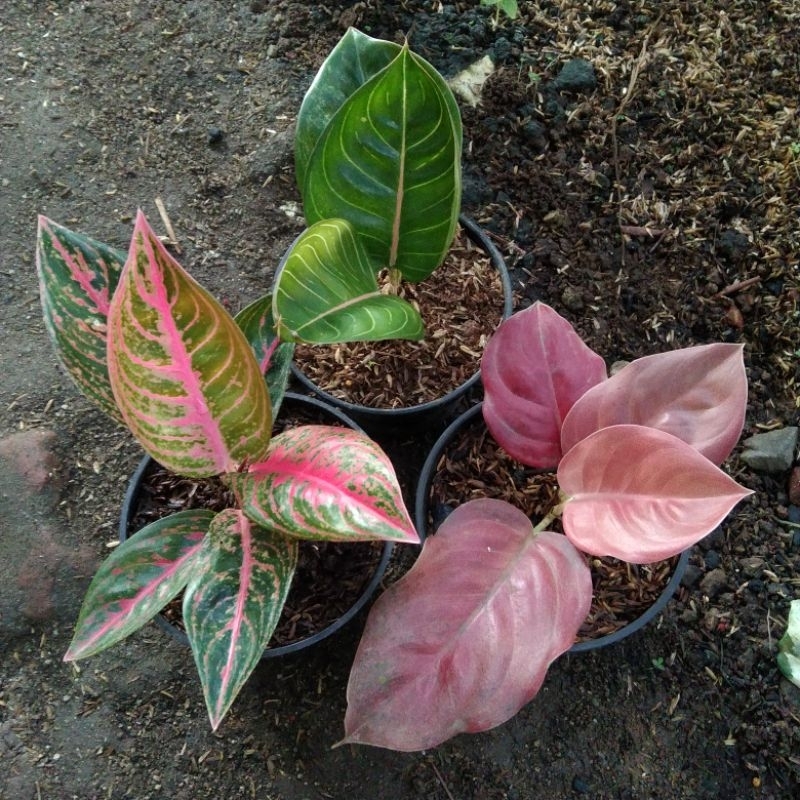 Jual Paket 3 Aglaonema pesanan kak Susi Wandriyani | Shopee Indonesia