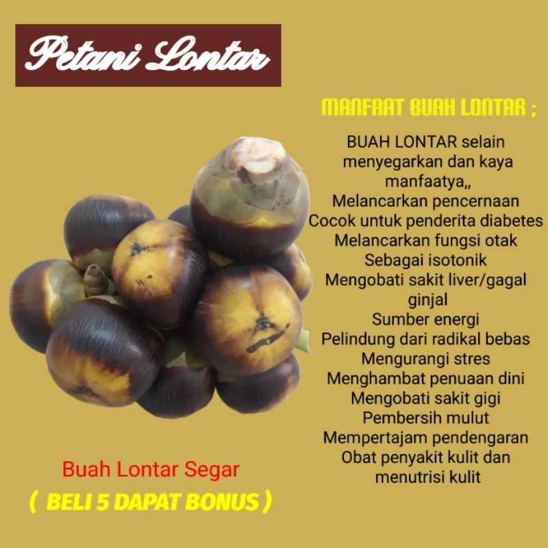 Jual BUAH SIWALAN / Lontar 1 Pcs bulat ( Isi 3 biji ) | Shopee Indonesia