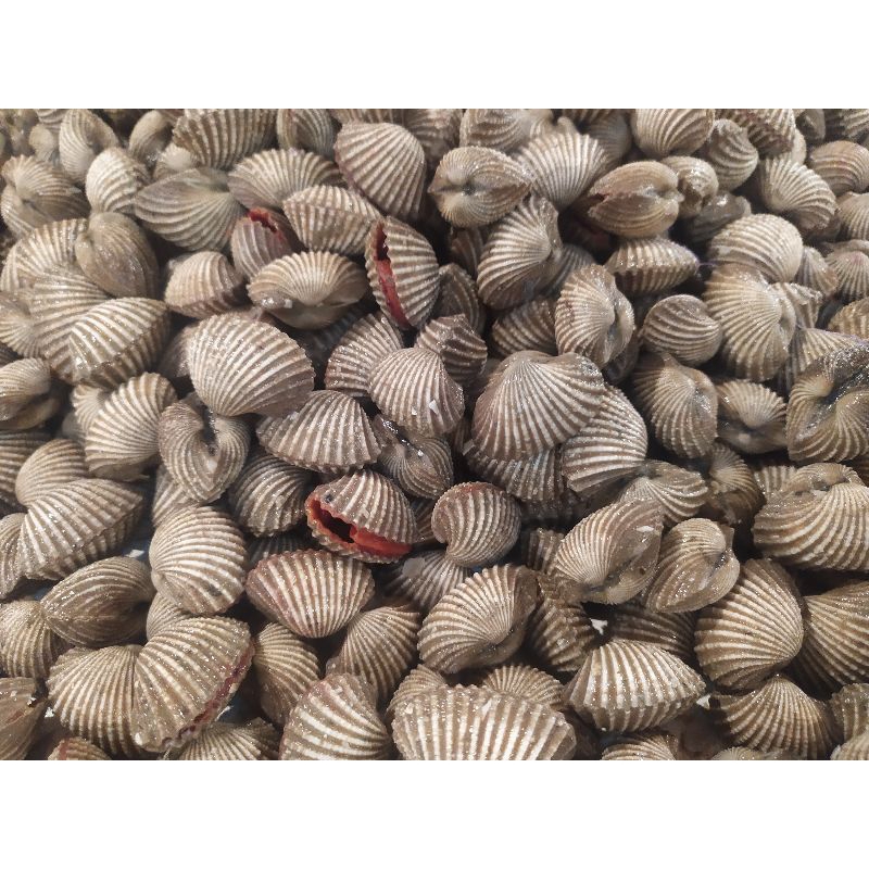 Jual Kerang Dara Fresh / Segar / Frozen / Beku | Shopee Indonesia